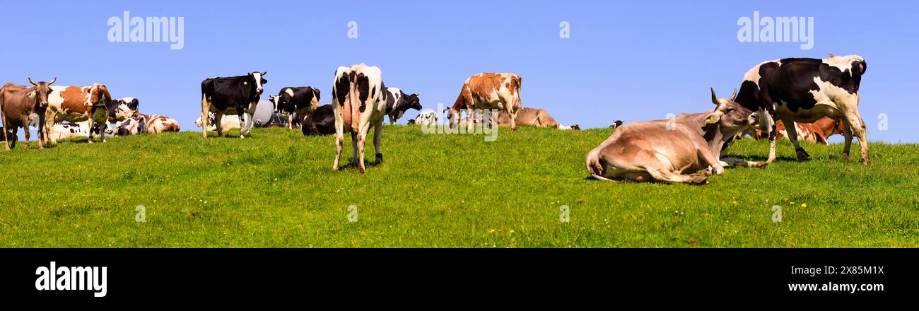 Grosse herde hi-res stock photography and images - Alamy