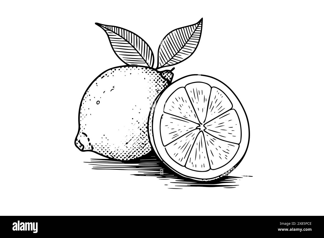 Lemon hand drawn ink sketch. Engraved style vector illustration Stock ...