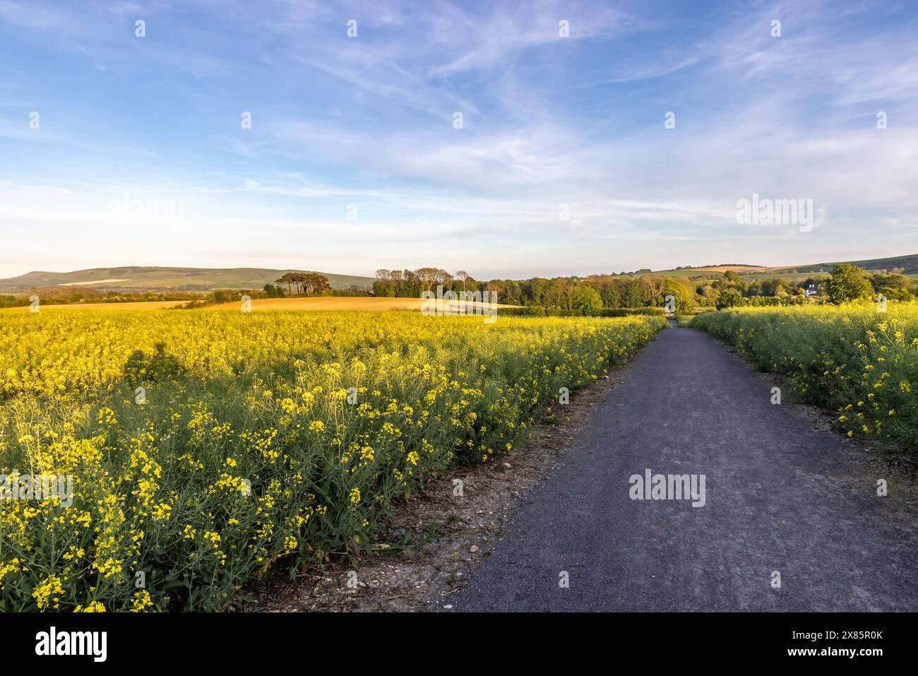 Oilseed rape crops in a field in Sussex, with a pathway running ...
