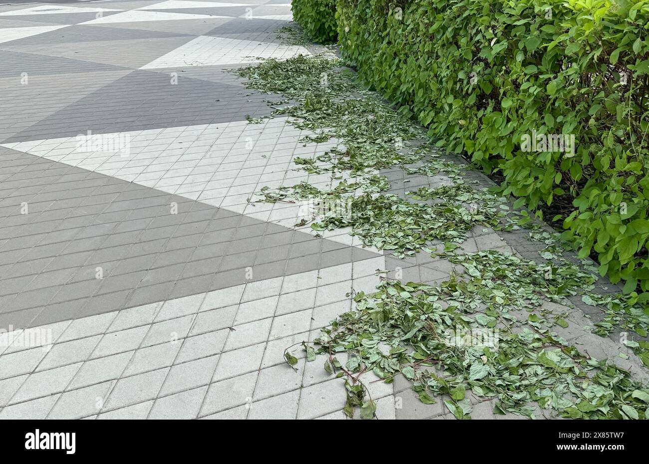 a trimmed hedge with leaves left in a circle on the pavement Stock ...
