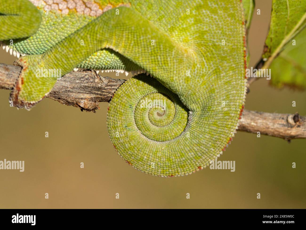 The tail of most Chameleons is a prehensile additional limb, often used ...