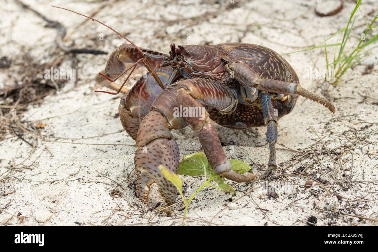 The Coconut Crab is the largest member of the hermit cab family and has ...