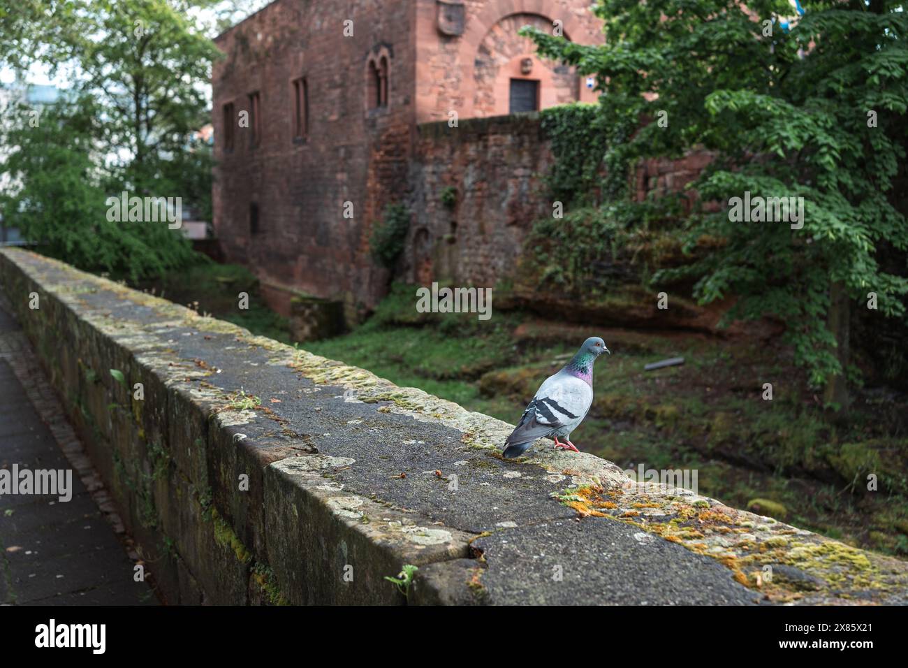 Pigeon sitting on the wall in front of the historical Casimir Castle in ...