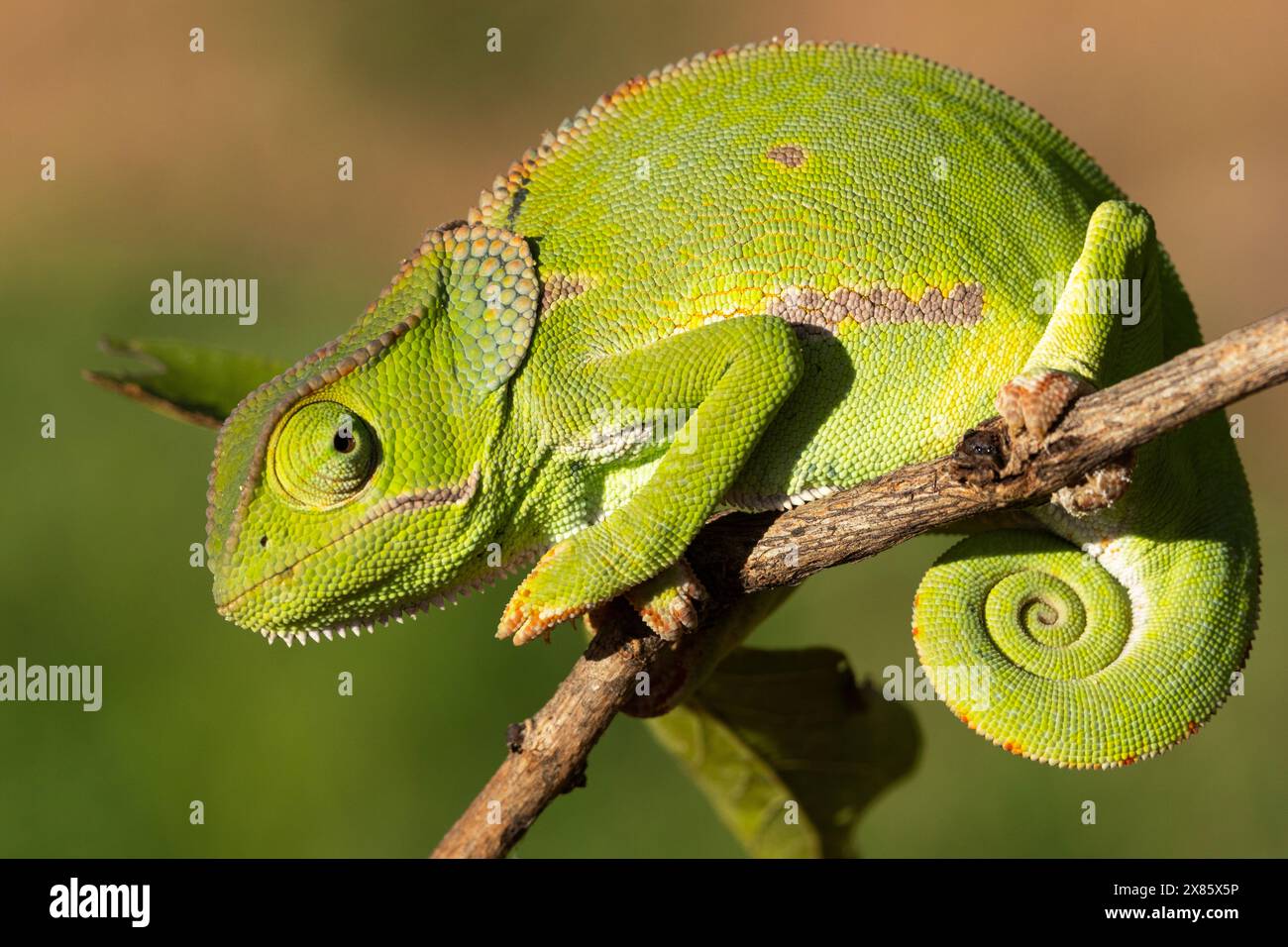 The Flap Necked Chameleon is the commonest and most widespread of the ...