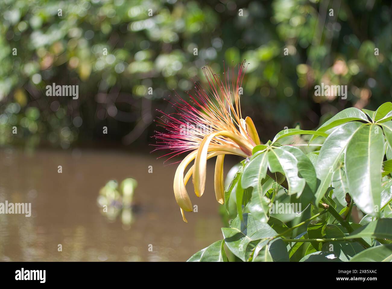 Malabar chestnut pachira aquatica hi-res stock photography and images ...