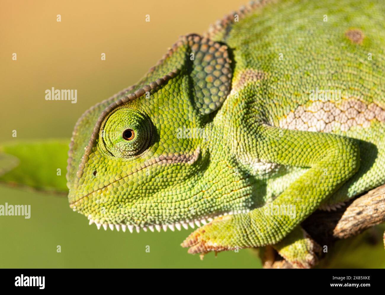 The Flap Necked Chameleon is the commonest and most widespread of the ...