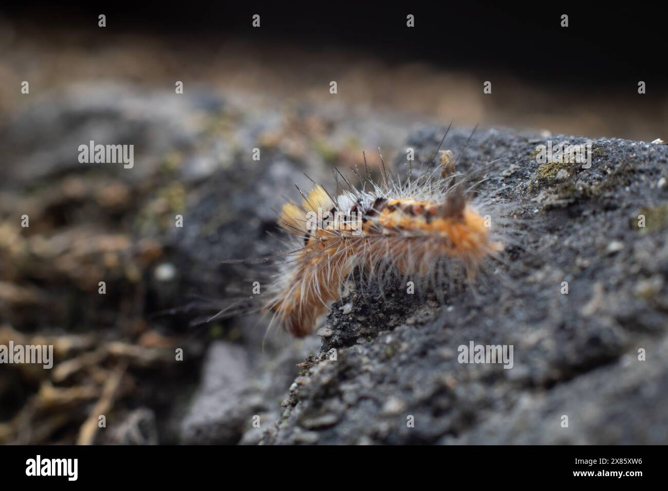 top view of a hairy caterpillar creeping on a wall Stock Photo - Alamy