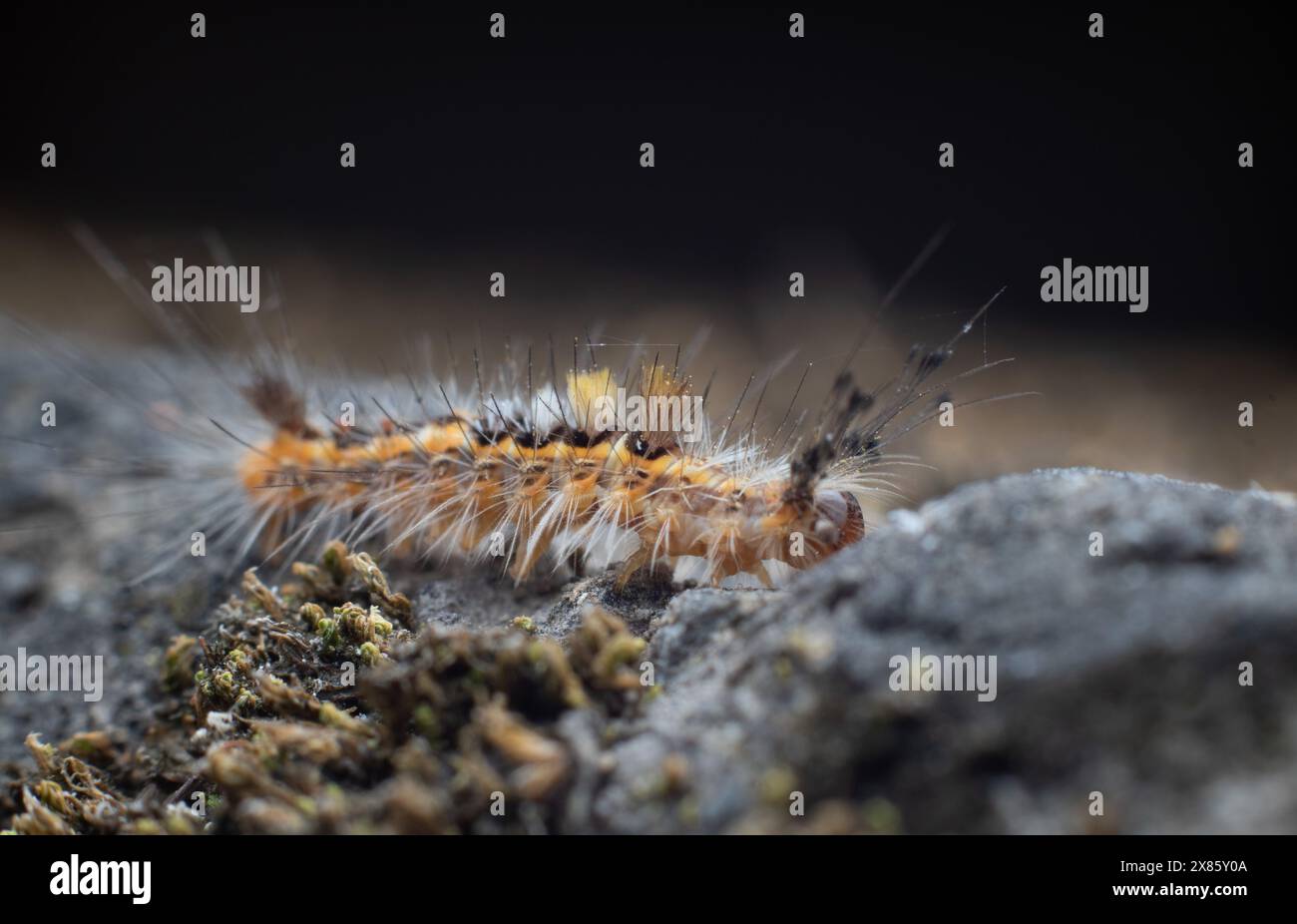 Side view of a beautiful hairy caterpillar creeping on a wall Stock ...