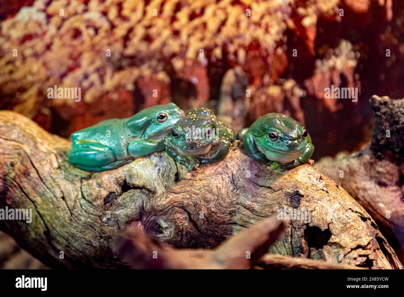 3 Magnificent Tree Frogs, Litoria splendida, in Armadale reptile Centre ...