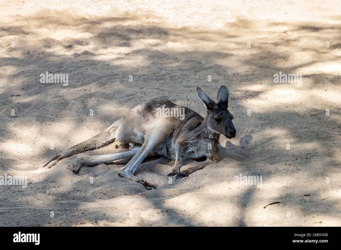 Red Kangaroo. Macropus rufus resting. West Austalia Stock Photo - Alamy