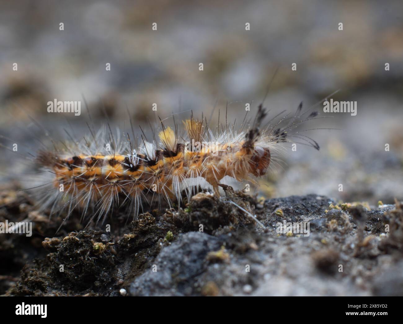 Side view of a beautiful hairy caterpillar creeping on a wall Stock ...