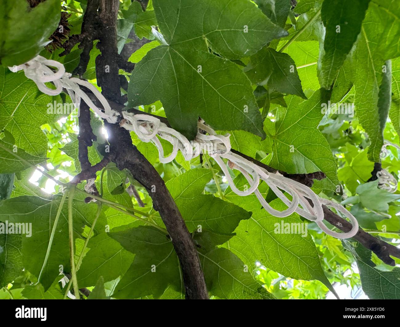 Plant infested by Takahashia japonica, aka the string cottony scale; it ...