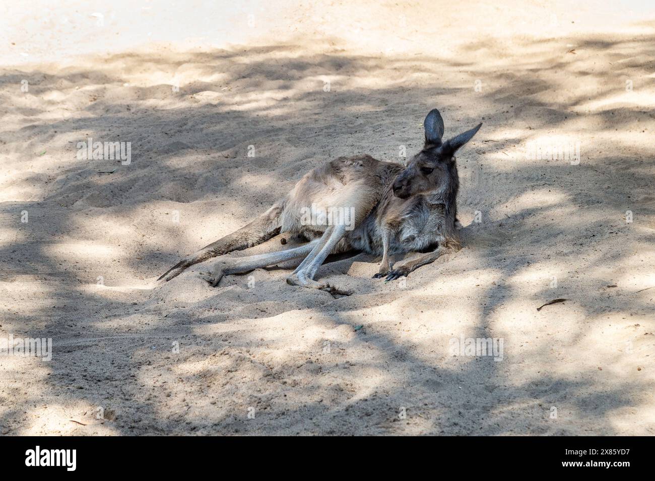 Red Kangaroo. Macropus rufus resting. West Austalia Stock Photo - Alamy