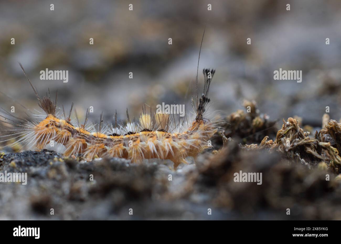 Side view of a beautiful hairy caterpillar creeping on a wall Stock ...