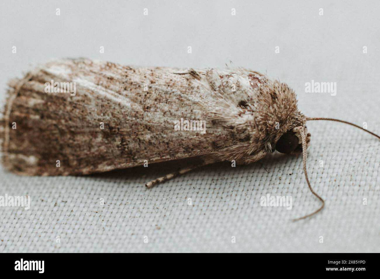 side view of a dying brown moth on a white cloth Stock Photo - Alamy