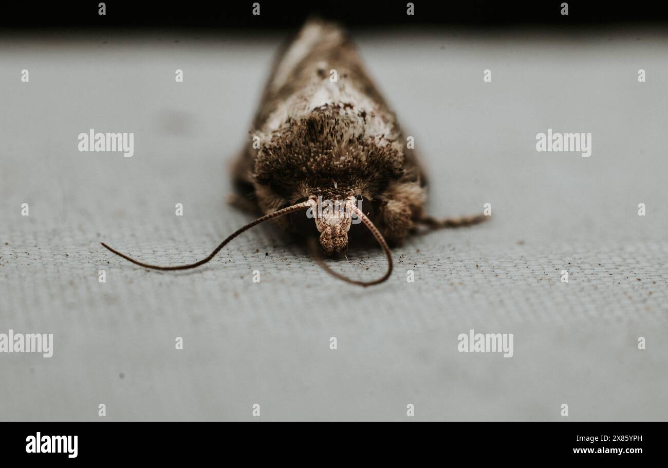 Front view of a dying brown moth on a white cloth Stock Photo - Alamy