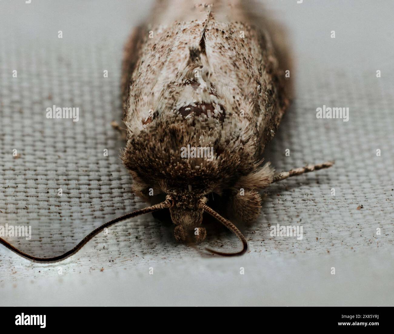 Front view of a dying brown moth on a white cloth Stock Photo - Alamy