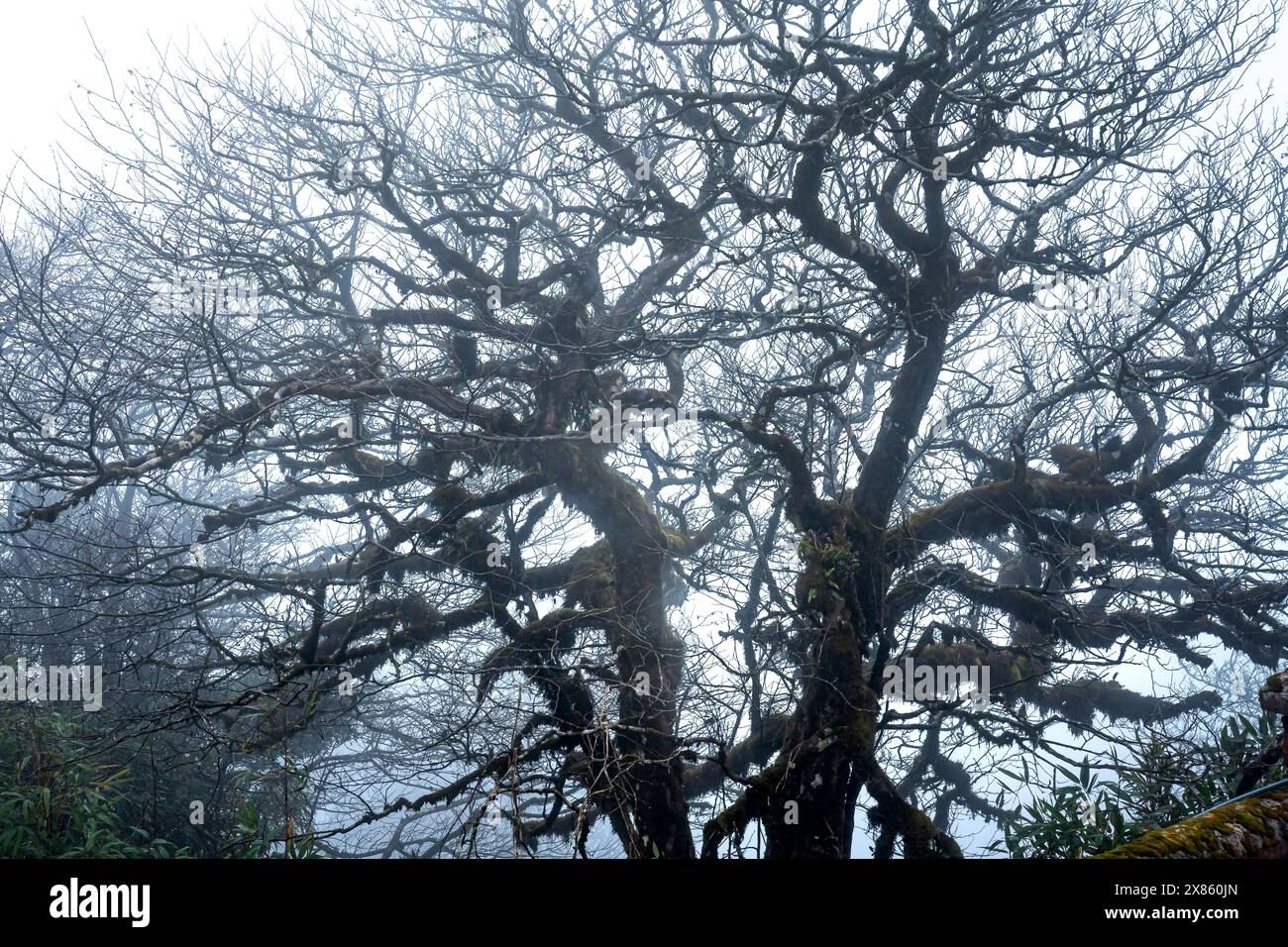 Phia Oak subtropical fog forest in Cao Bang province, Vietnam. This ...