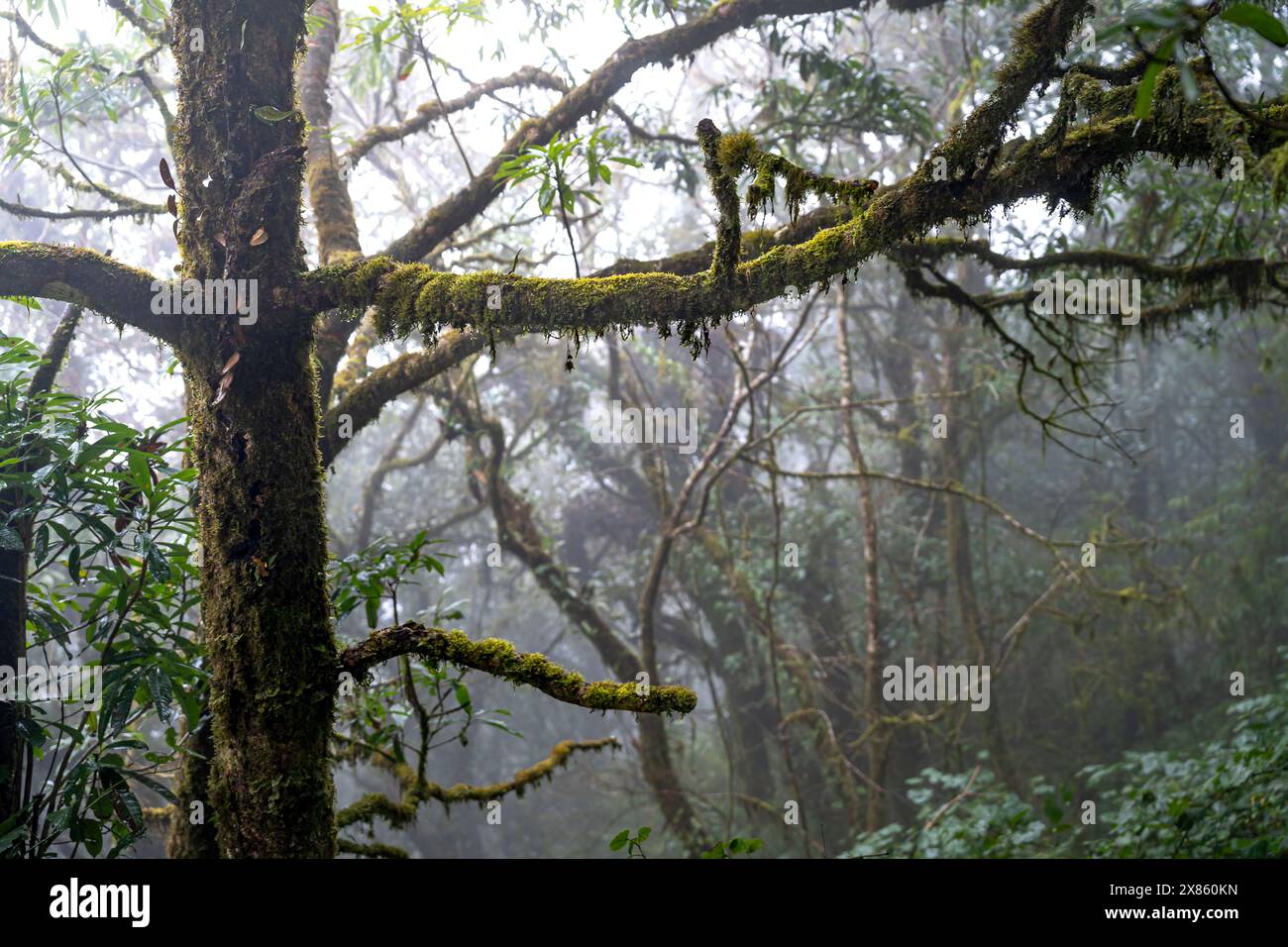 Phia Oak subtropical fog forest in Cao Bang province, Vietnam. This ...