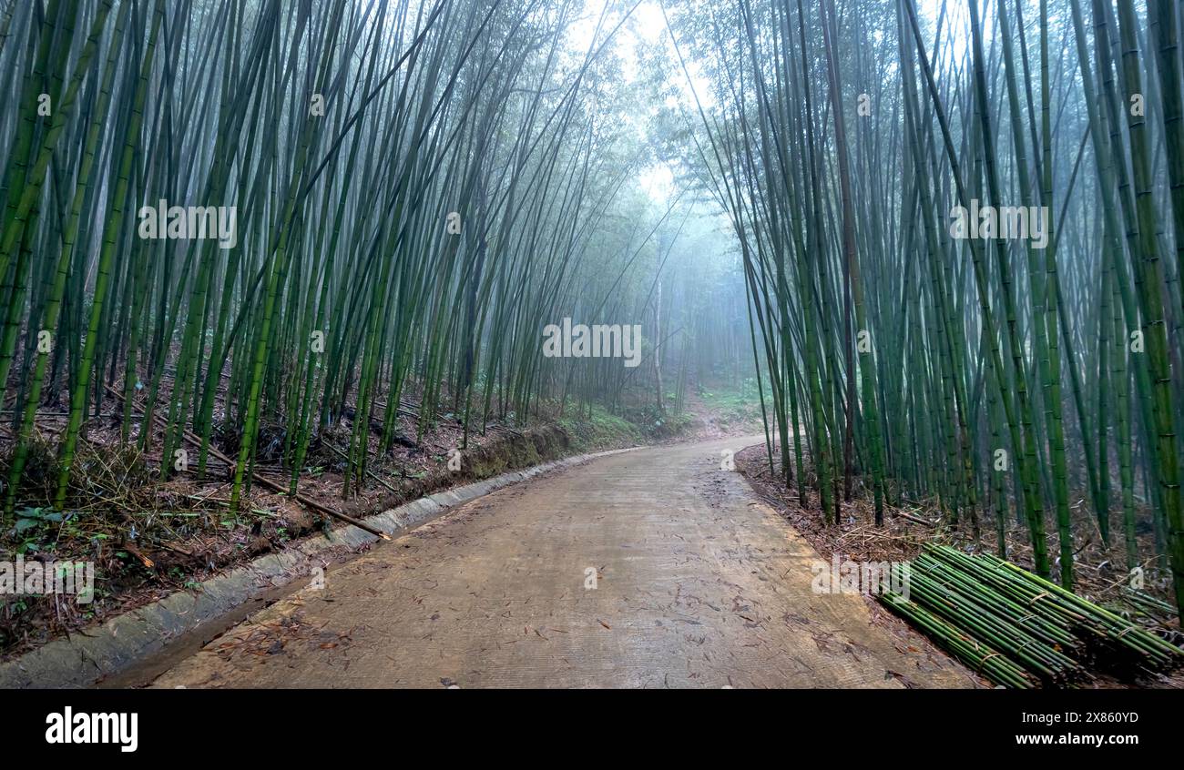 Bamboo forest in Cao Bang province, Vietnam Stock Photo - Alamy