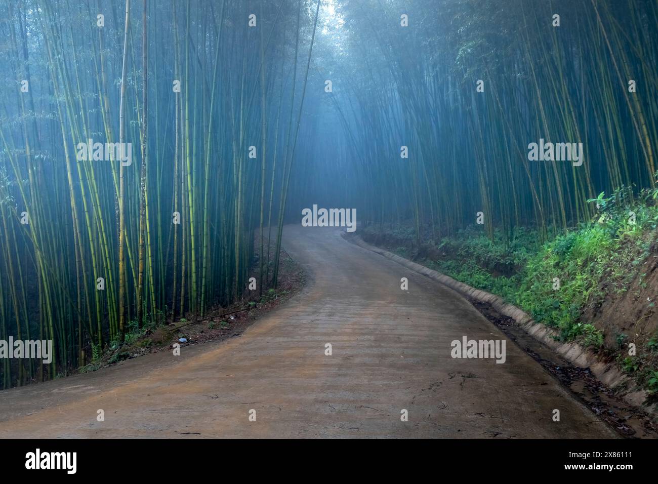 Bamboo forest in Cao Bang province, Vietnam Stock Photo - Alamy