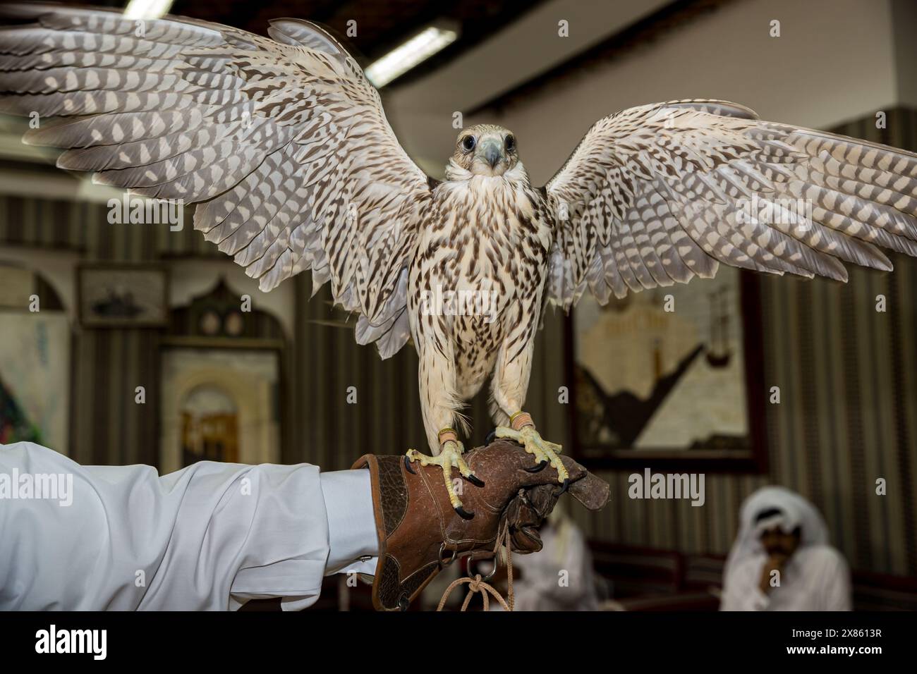 Doha falcon hi-res stock photography and images - Alamy