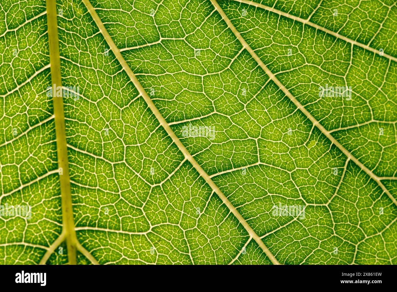 Close up of green leaf,leaf vein texture,background of green leaf,macro photo Stock Photo - Alamy