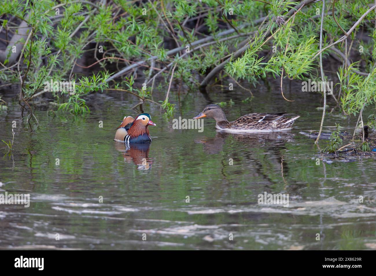 Male Mandarin duck and a Female Mallard duck, River Wear, County Durham ...