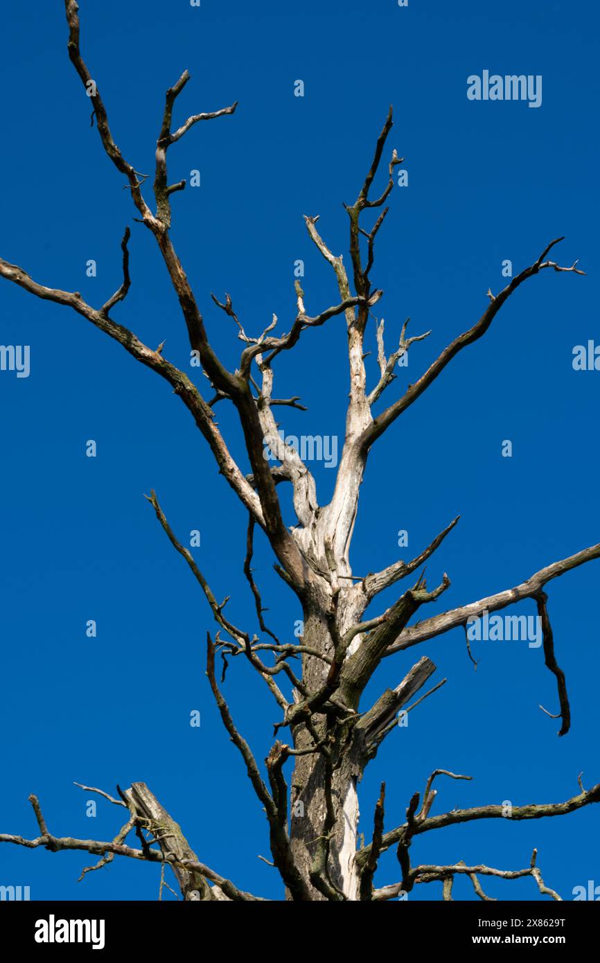 Survival image hi-res stock photography and images - Alamy