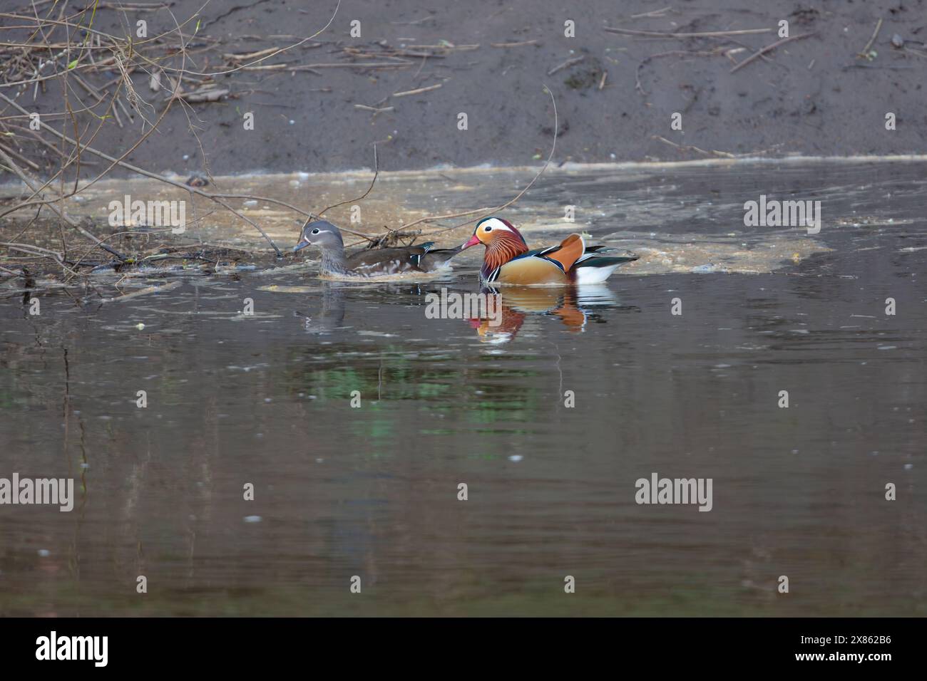 Male and Female Mandarin ducks swimming in the river Wear near Durham ...