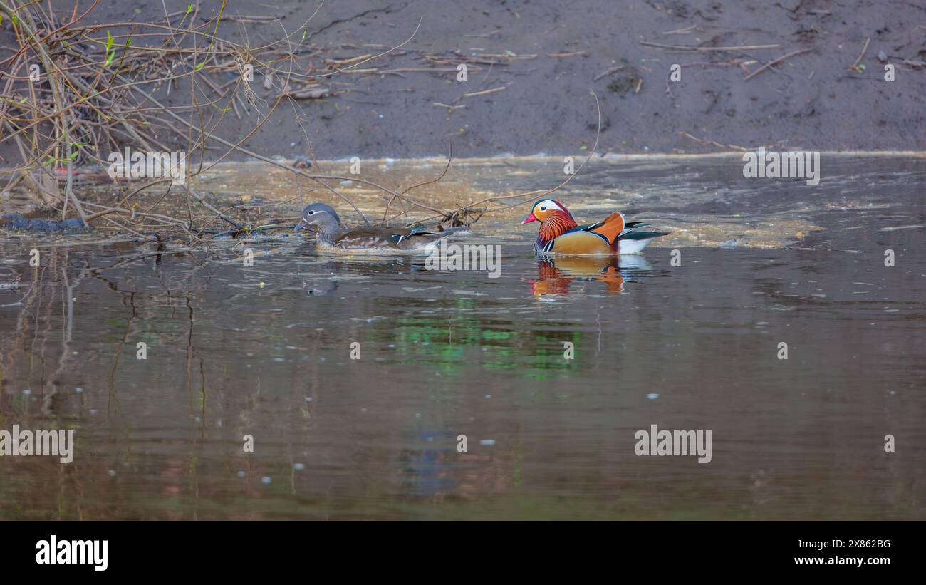 Male and Female Mandarin ducks swimming in the river Wear near Durham ...