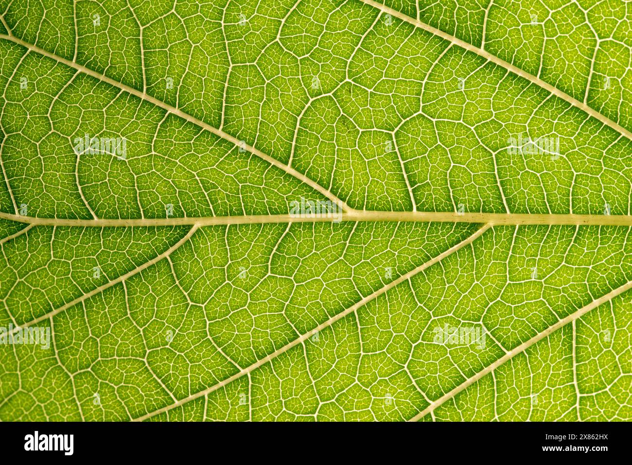 Close up of green leaf,leaf vein texture,background of green leaf,macro photo Stock Photo - Alamy