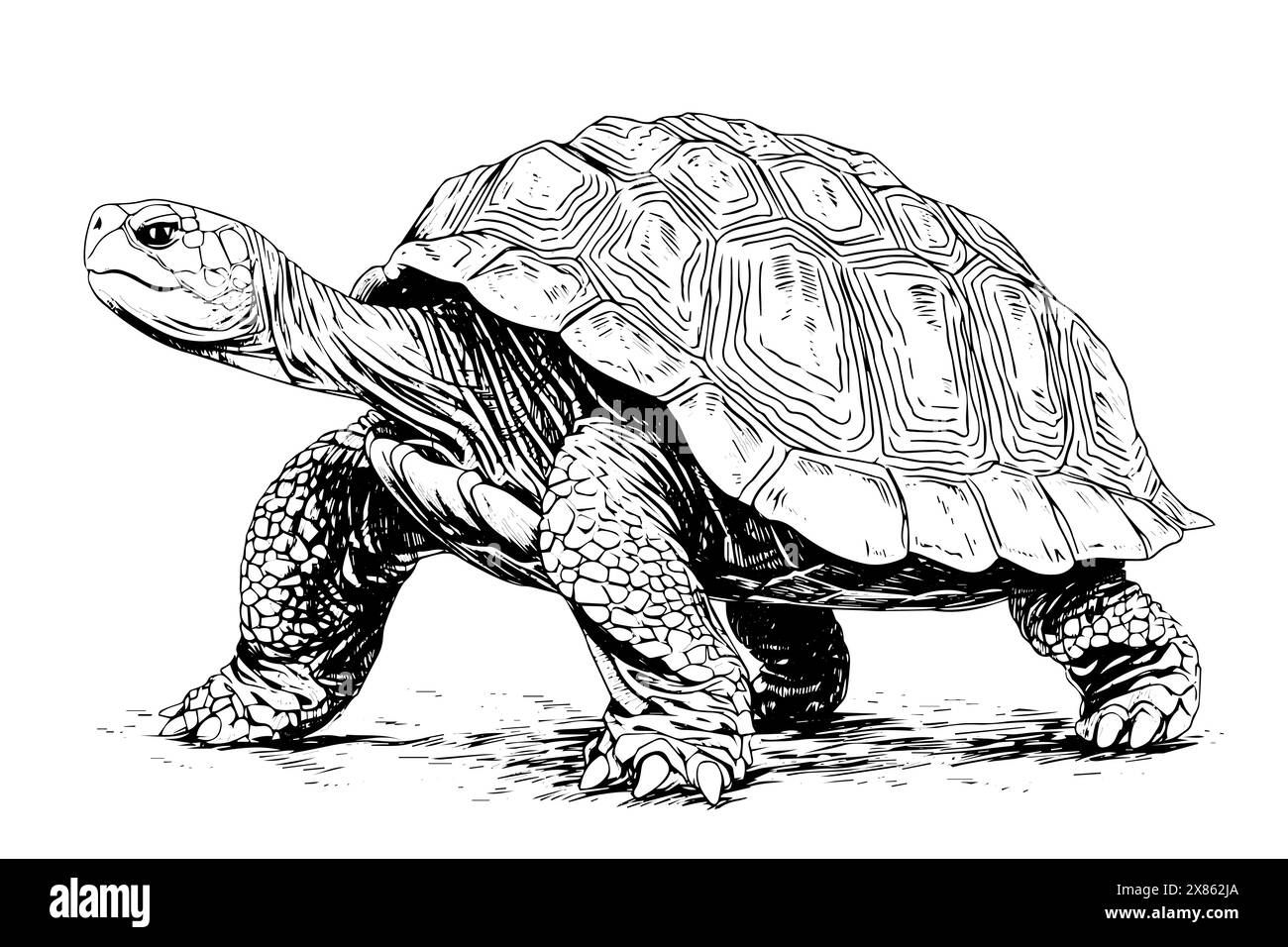 Turtle hand drawn ink sketch. Engraved style vector illustration Stock ...