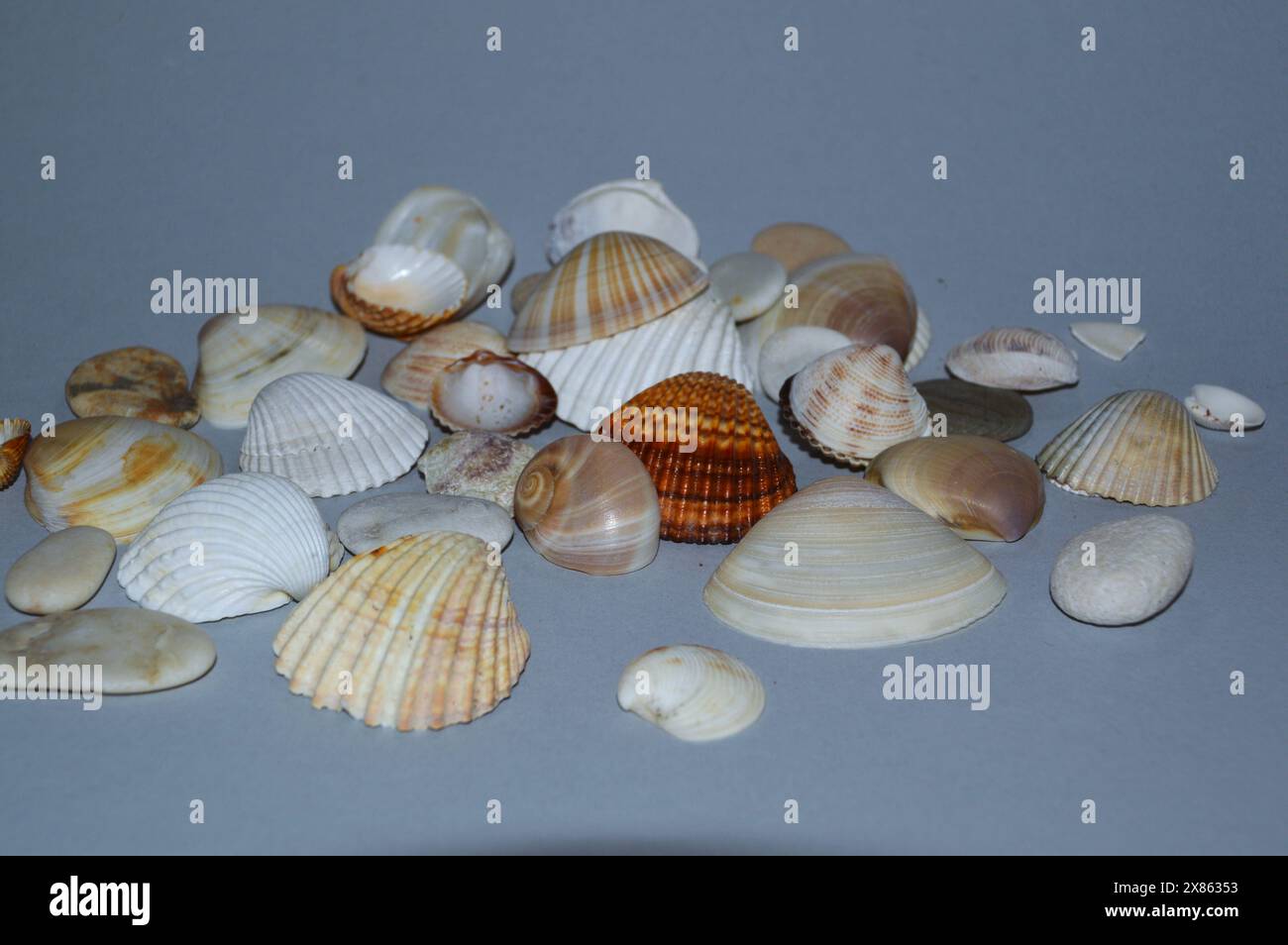 Collection of shells and stones from summer holidays on the Tuscan ...