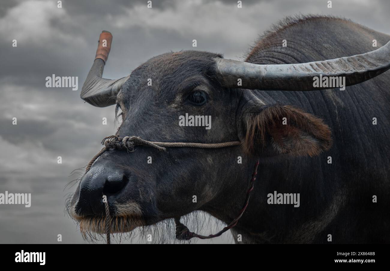 The water buffalo Bubalus bubalis also called the domestic water ...