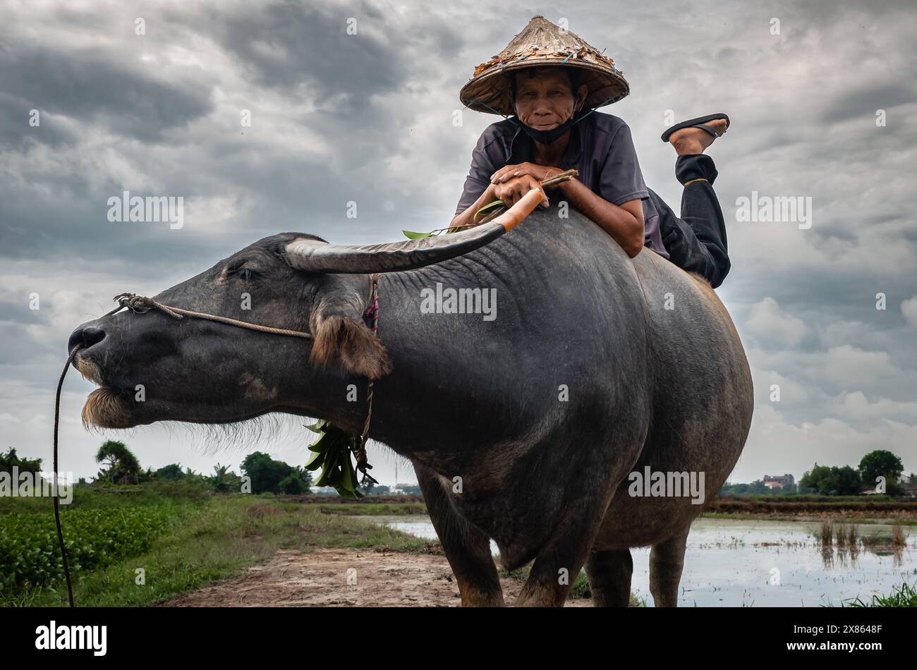 Farmer and water buffalo in Vietnam. Asian man rides a water buffalo ...