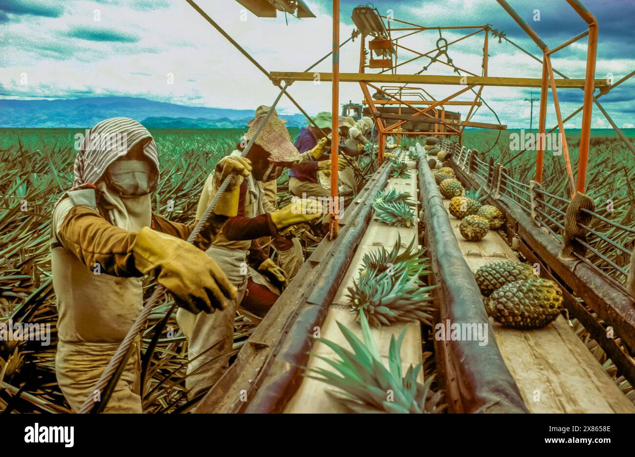 Philippines, Mindanao region; Farm workers throw the just-picked ...