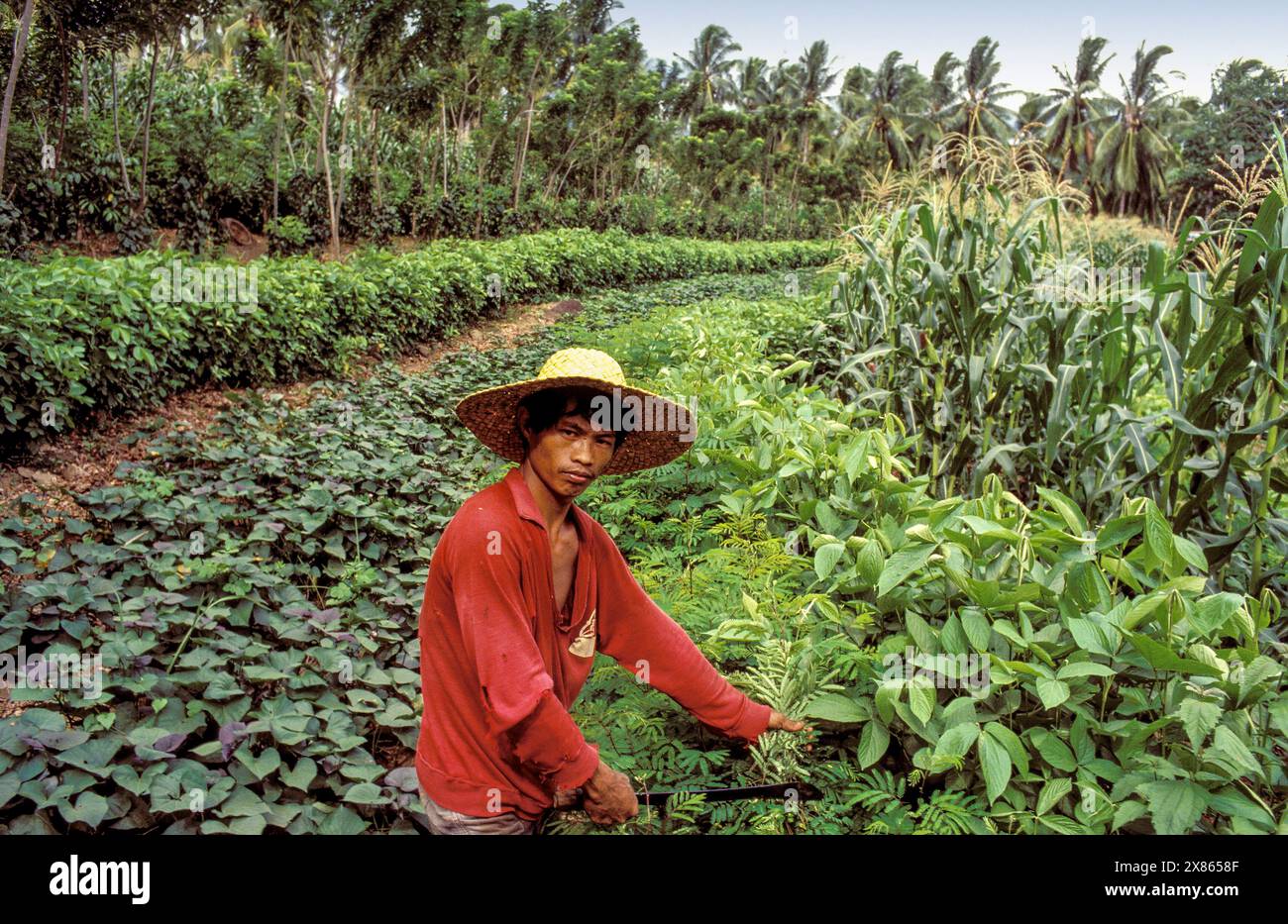Philippines, Mindanao region; farmer works in a vegetable garden that ...