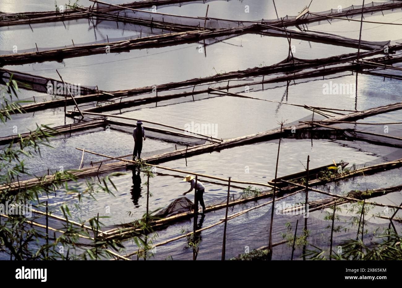Philippines, Mindanao. Fishermen working in a fish farm Stock Photo - Alamy