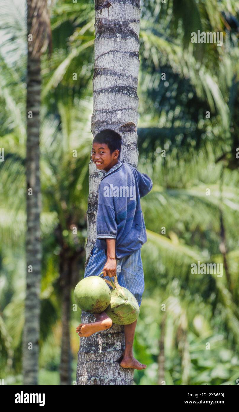 Boy climbing coconut tree hi-res stock photography and images - Alamy