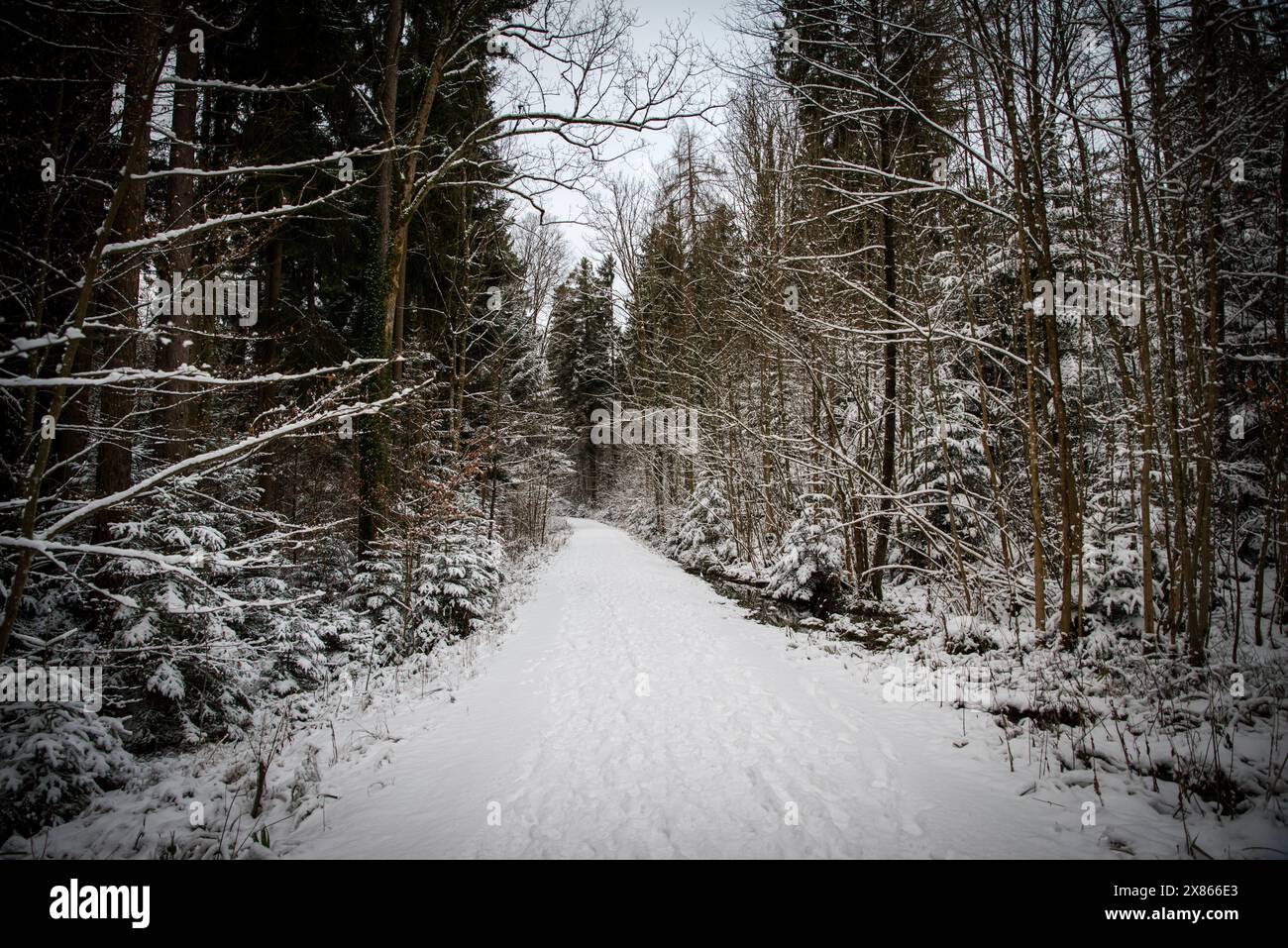 Mood forest hi-res stock photography and images - Alamy
