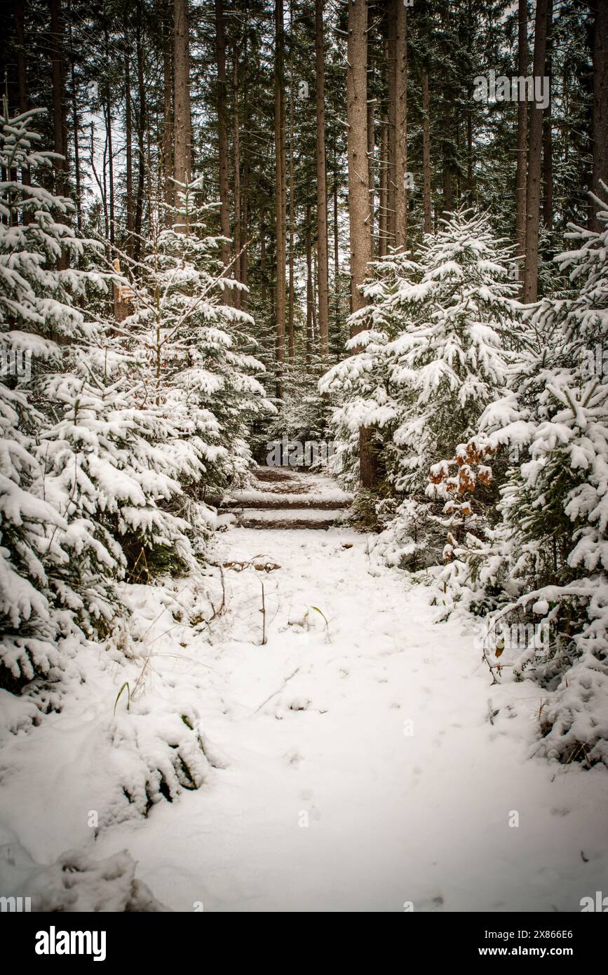 snow, forest, trees, winter, snow covered, first snow, spring, forest ...