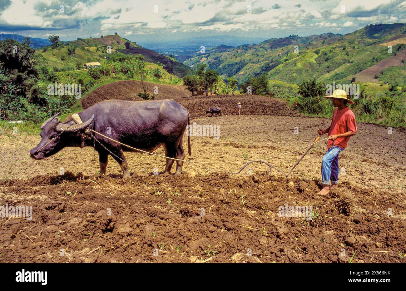 Philippines, Mindanao; Farmer plows his field in the highlands with an ...