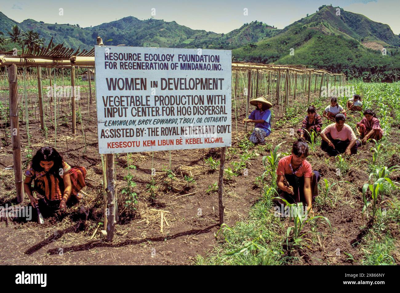 Philippines, Mindanao; Collaboration of women weeding in a vegetable ...