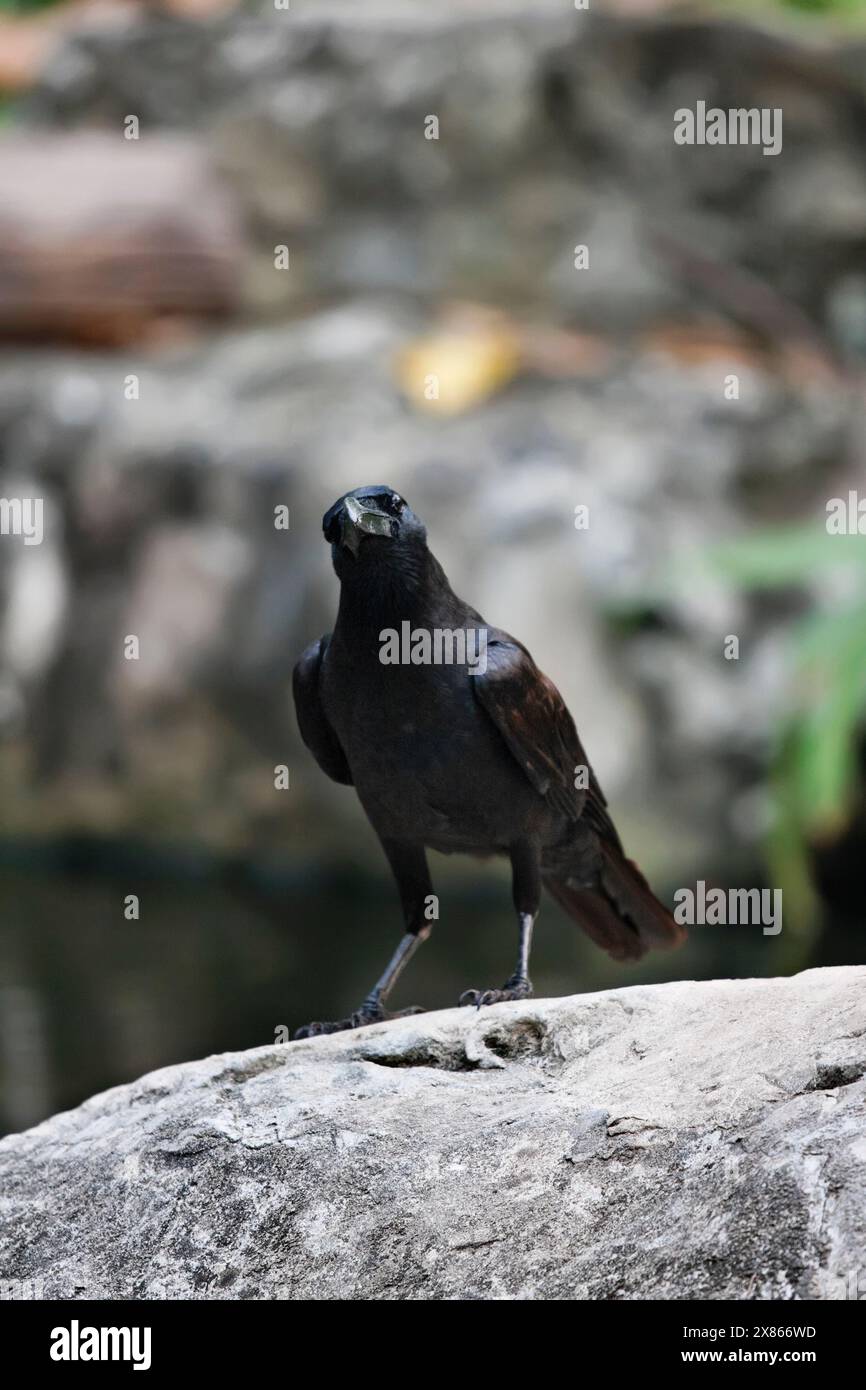 Thailand, Bangkok, Bangkok zoo, black crow (Corvus frugilegus Stock ...