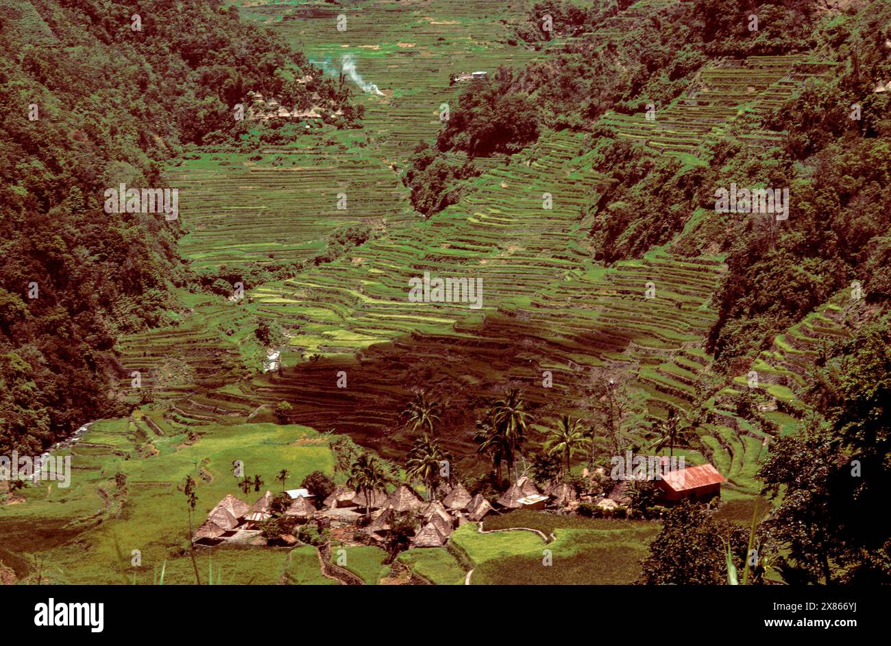 Philippines, Luzon; rice terraces and a village of the Ifugao tribe ...