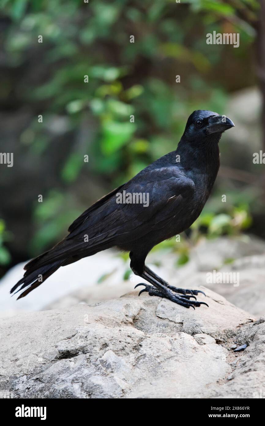 Thailand, Bangkok, Bangkok zoo, black crow (Corvus frugilegus Stock ...