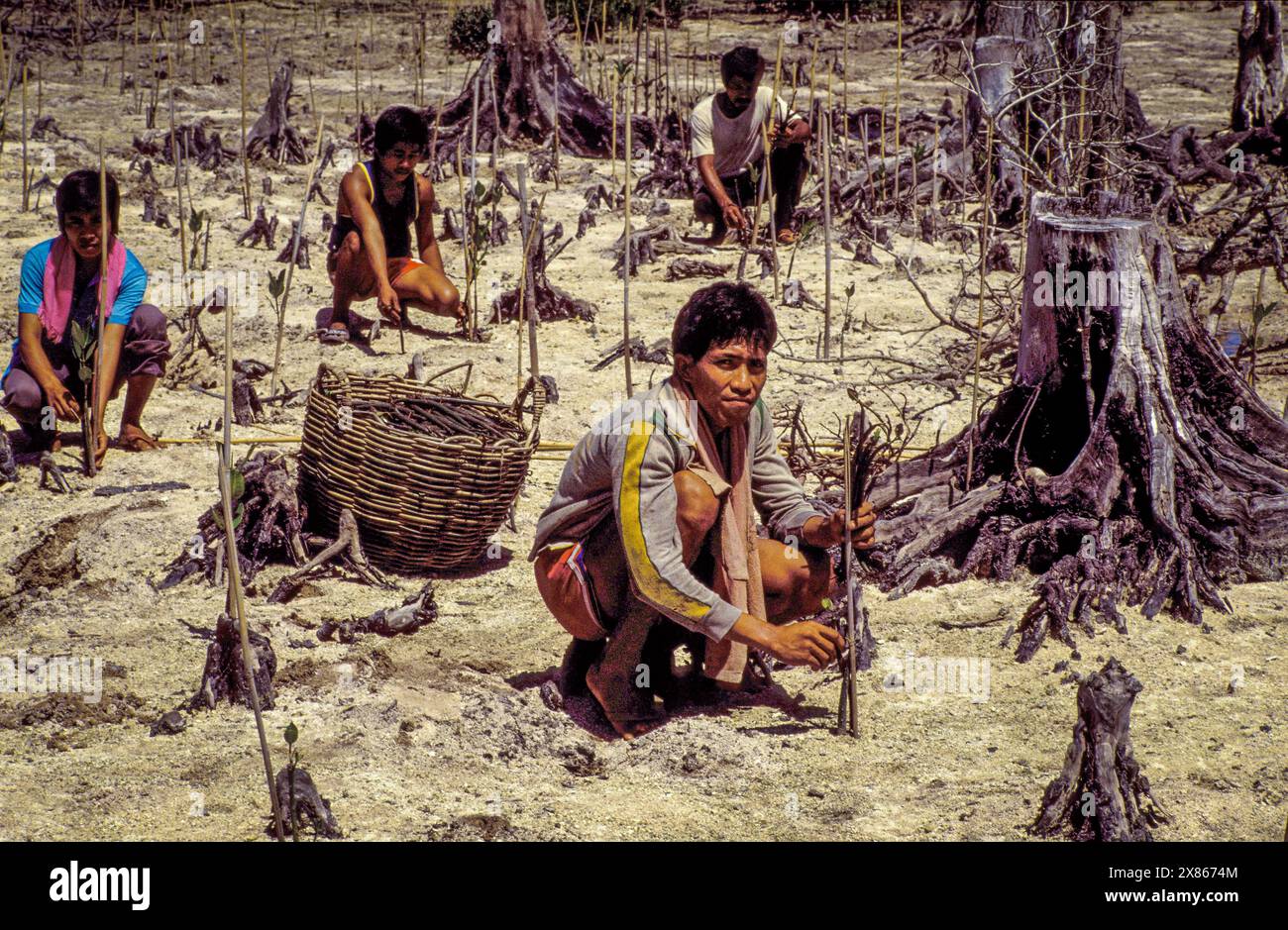 Philippines, Palawan island; Men planting small trees in a mangrove ...