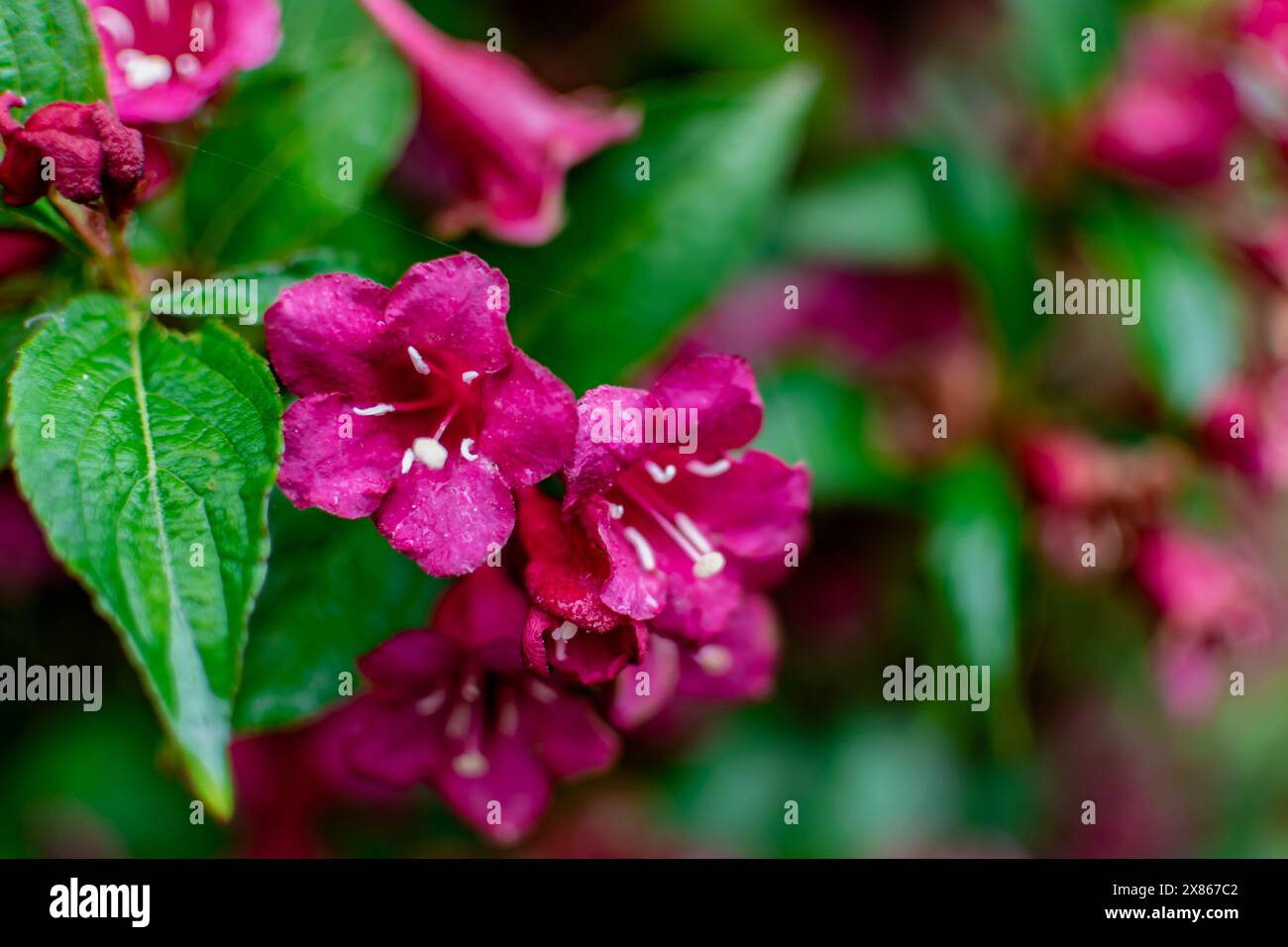 Weigela florida bristol ruby, flowers, caprifoliaceae Stock Photo - Alamy
