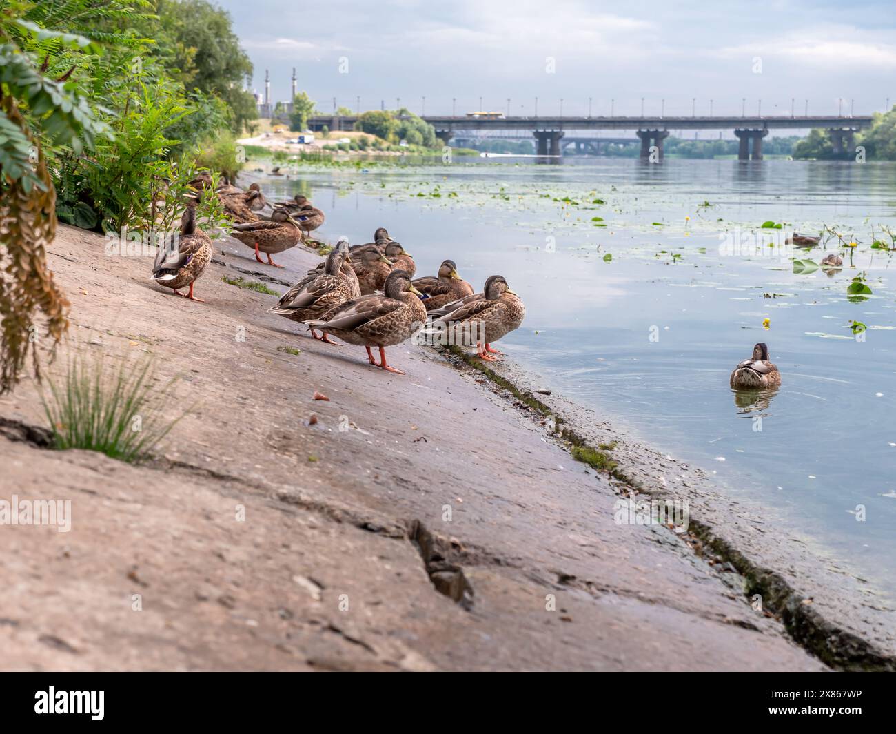 A flock of cute ducks sitting on a concrete bank of the Dnipro river in ...